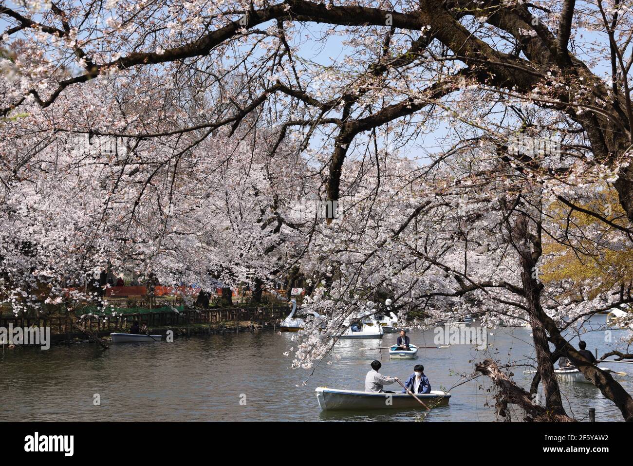 Visitors of Inokashira Park enjoy boating during Cherry blossom viewing ...