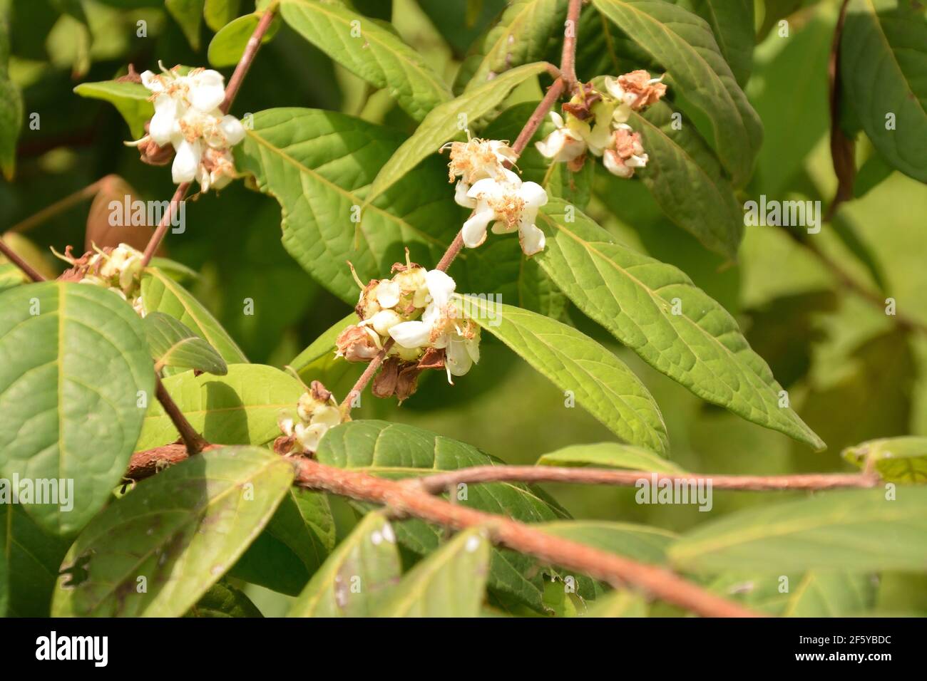 Araca hi-res stock photography and images - Alamy