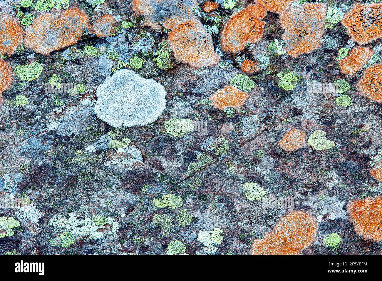 Lichen on rock, Cadillac Mt., Acadia National Park, Maine Stock Photo ...