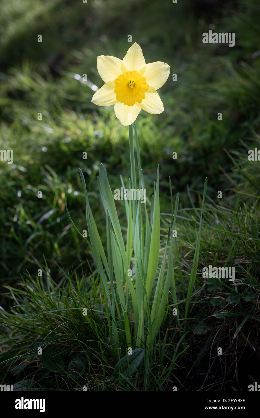 Daffodil leaves hi-res stock photography and images - Alamy
