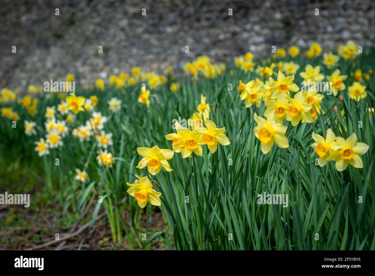 Spring daffodils blooming in Canterbury, England, Uk Stock Photo - Alamy