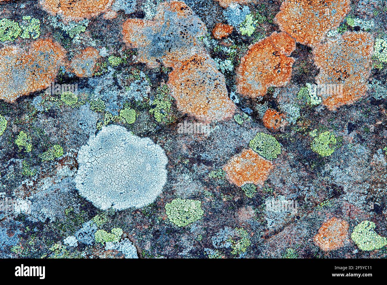 Lichen on rock, Cadillac Mt., Acadia National Park, Maine Stock Photo ...