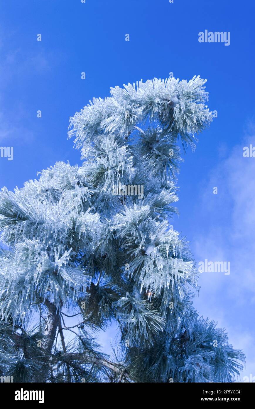Ice coating tree branches from freezing rain. Indiana Stock Photo - Alamy