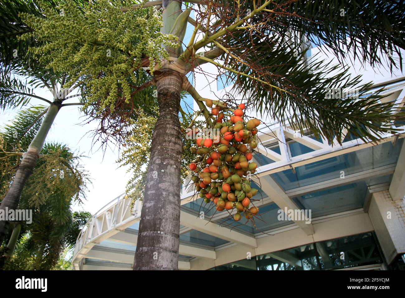 Areca palm fruits areca catechu hi-res stock photography and images - Alamy