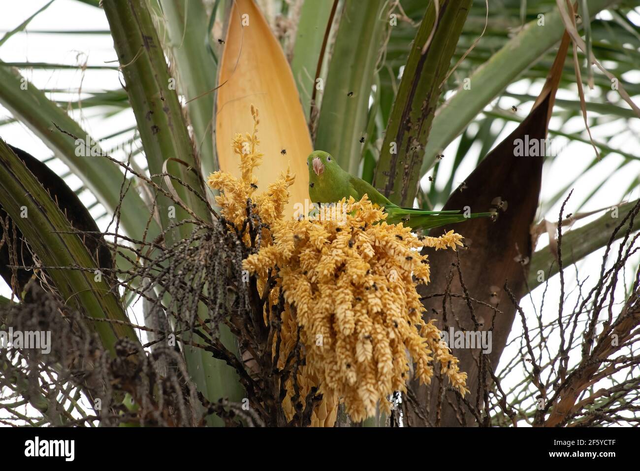 Yellow chevroned Parakeet of the species Brotogeris chiriri Stock Photo ...