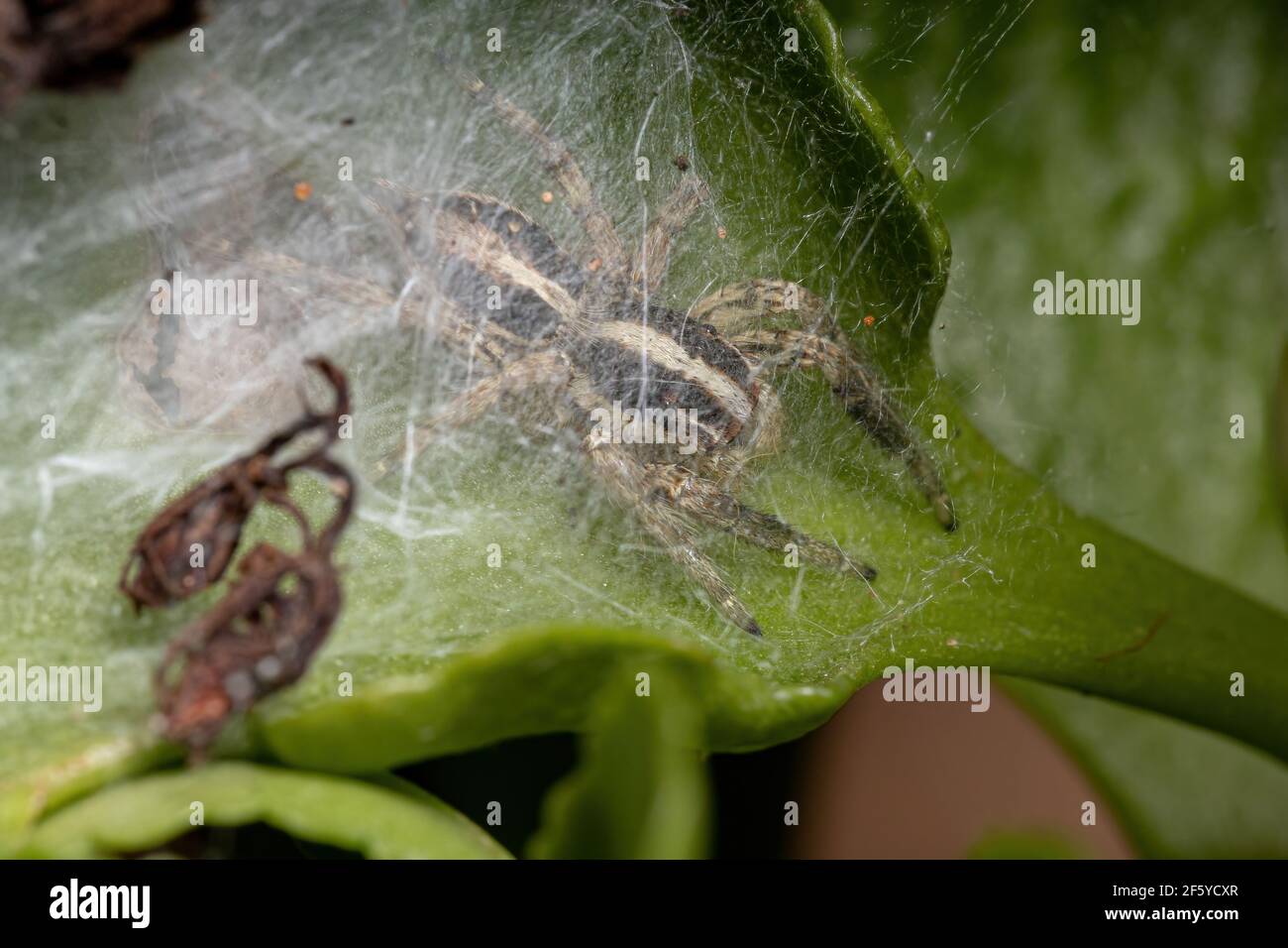 Male Pantropical Jumping Spider of the species Plexippus paykulli Stock ...