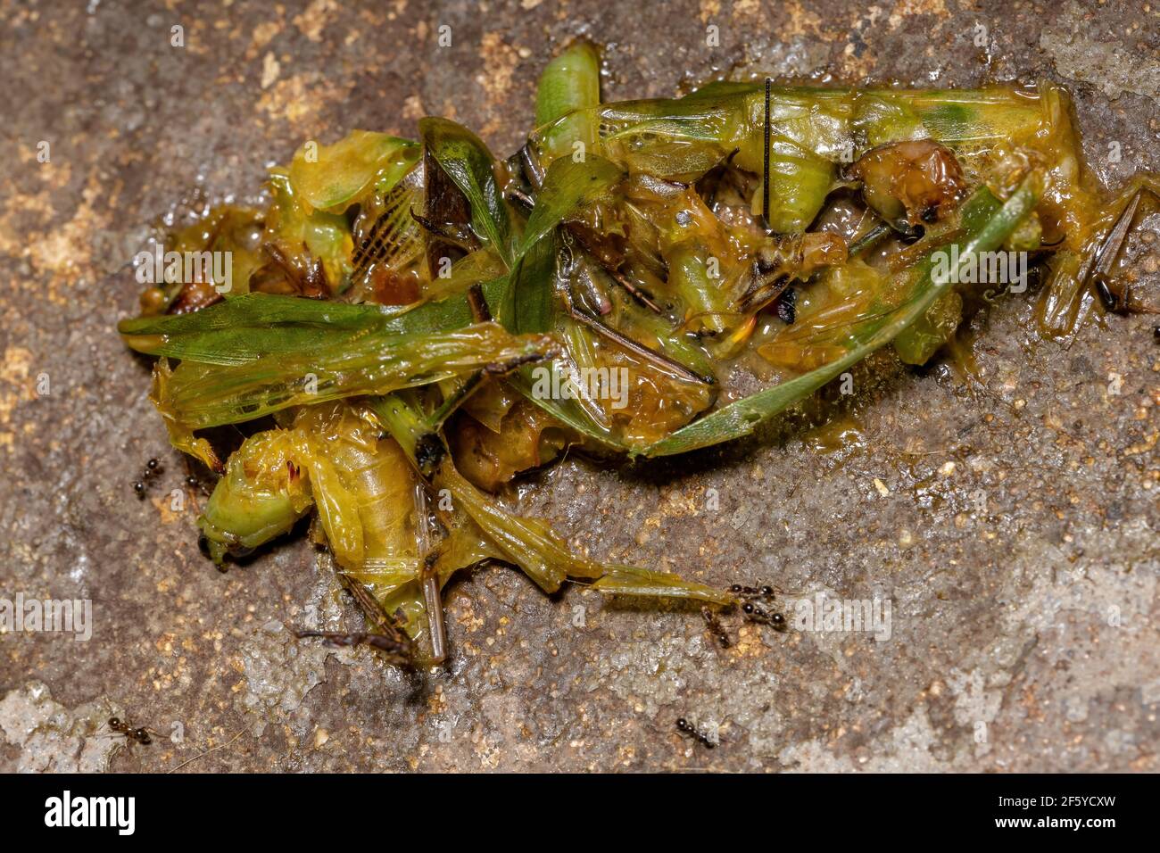 Dead Conehead Katydid of the Subfamily Conocephalinae Stock Photo - Alamy