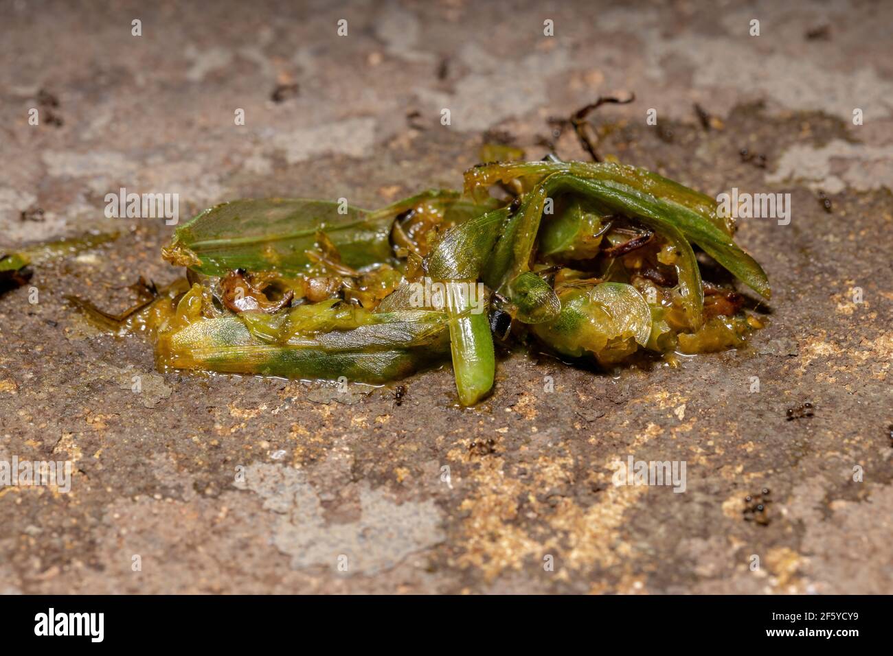 Dead Conehead Katydid of the Subfamily Conocephalinae Stock Photo - Alamy