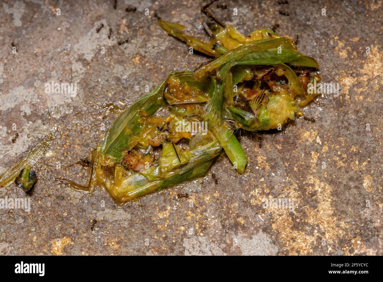 Dead Conehead Katydid of the Subfamily Conocephalinae Stock Photo - Alamy