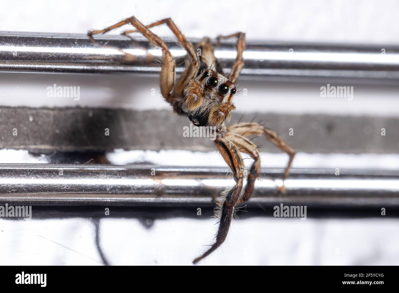 Male Pantropical Jumping Spider of the species Plexippus paykulli Stock ...