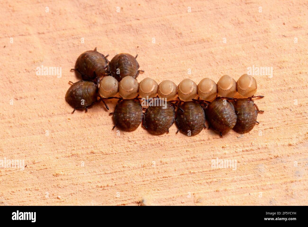 Stink Bugs Nymphs of the Family Pentatomidae Stock Photo - Alamy