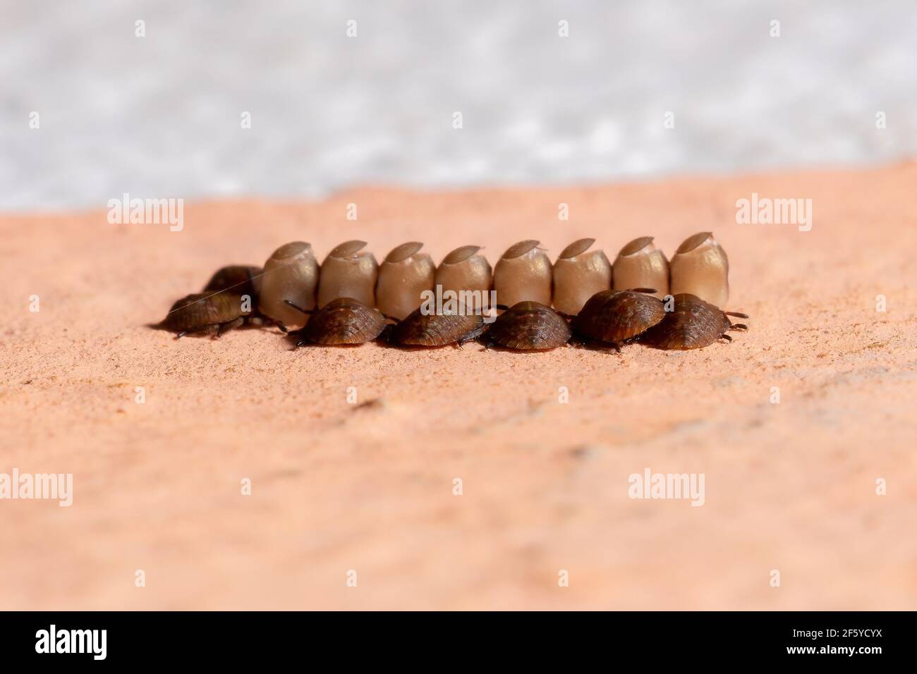 Stink Bugs Nymphs of the Family Pentatomidae Stock Photo - Alamy