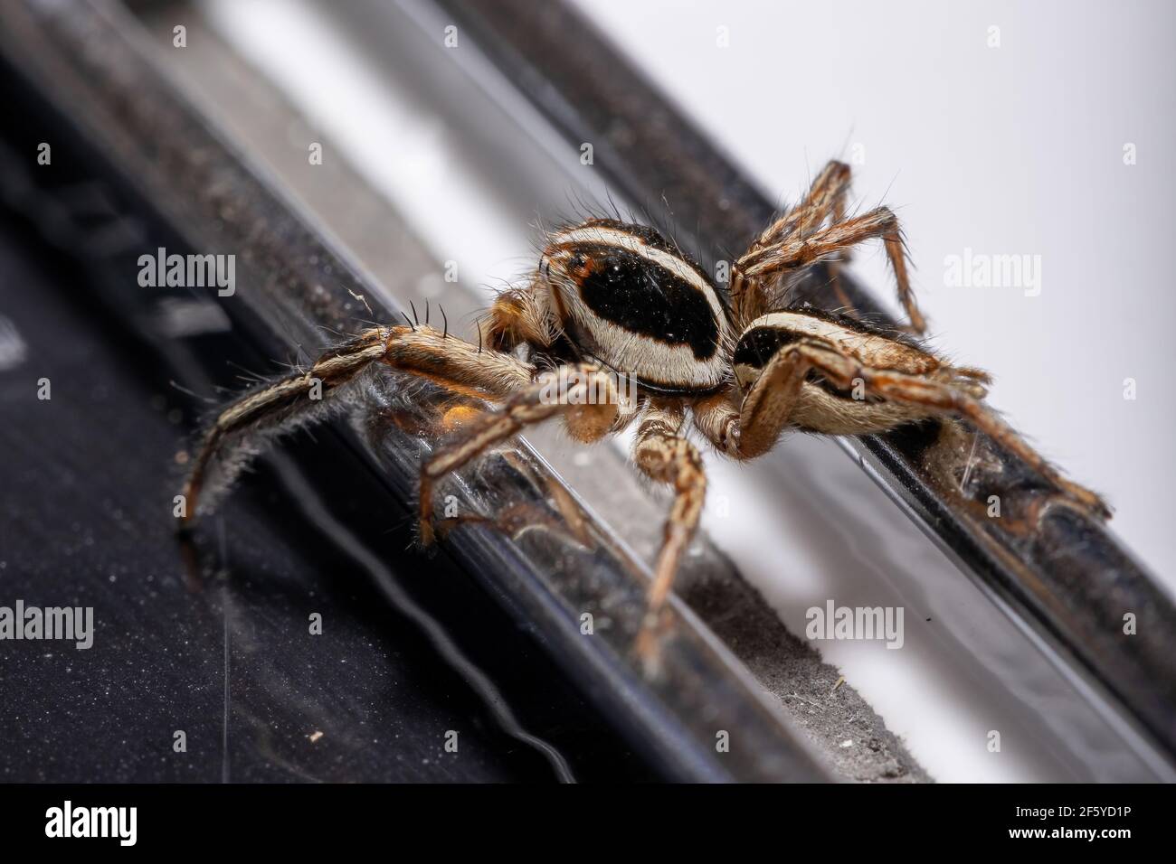 Male Pantropical Jumping Spider of the species Plexippus paykulli Stock ...