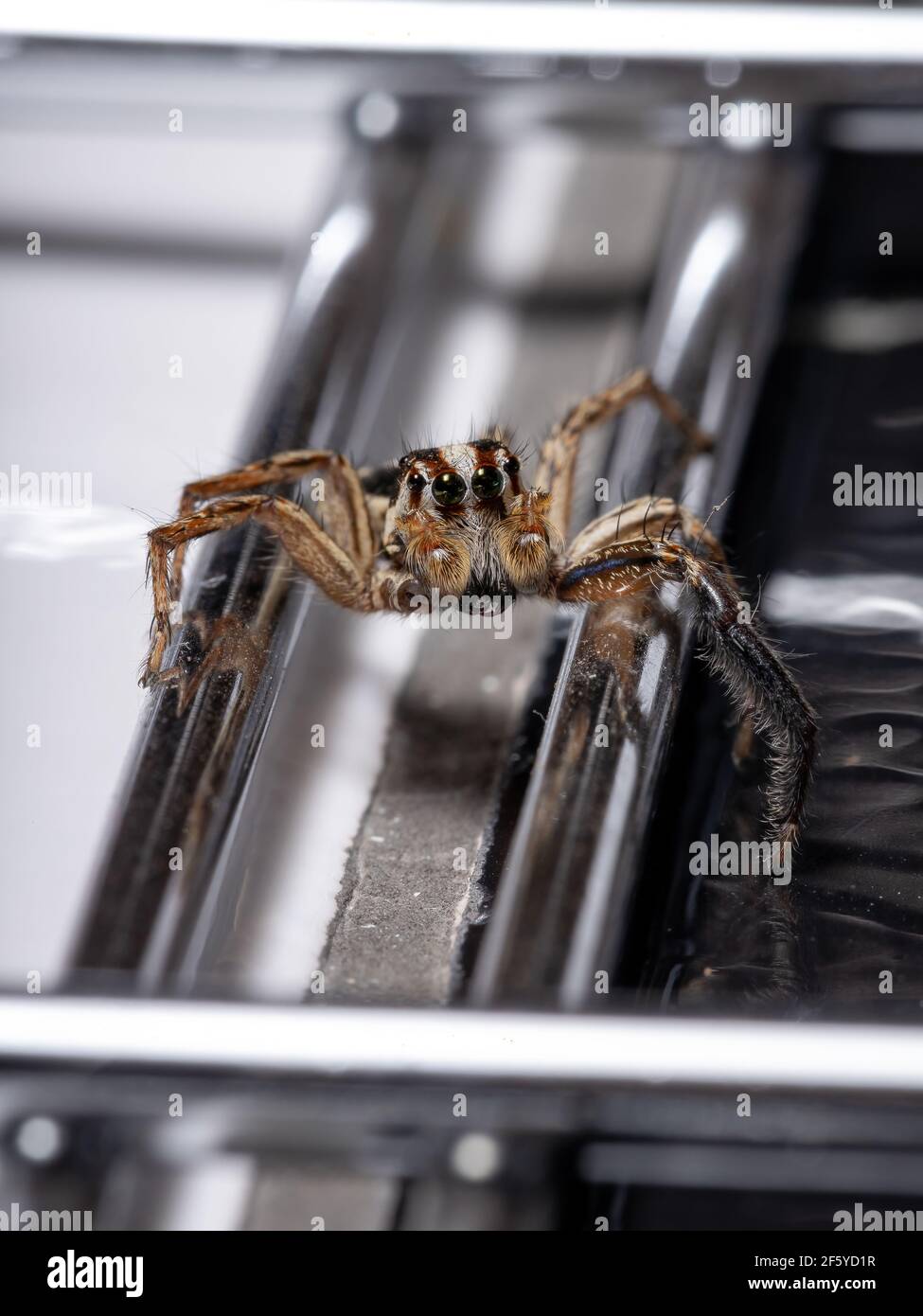 Male Pantropical Jumping Spider of the species Plexippus paykulli Stock ...