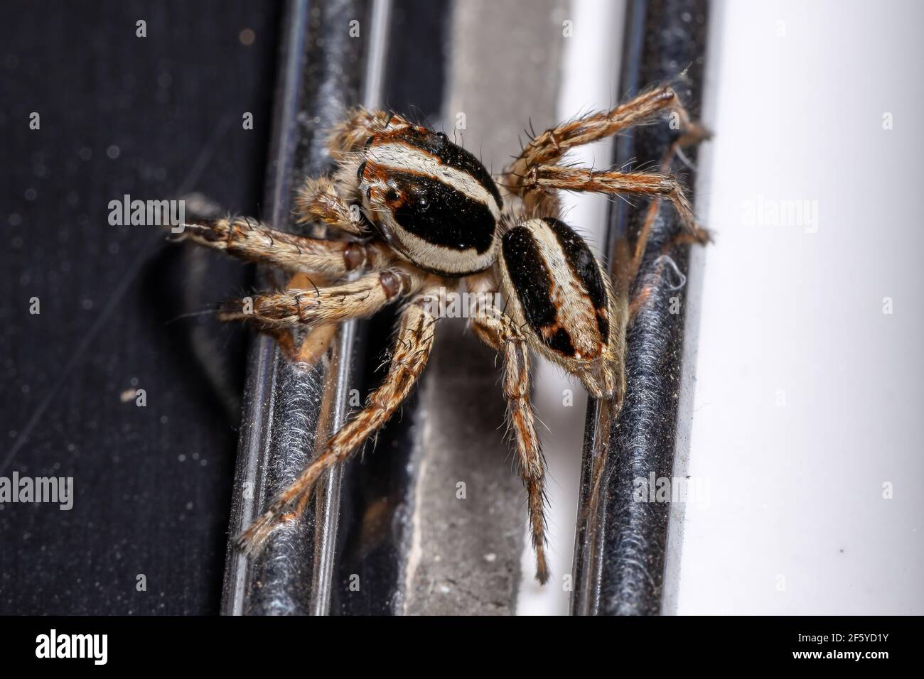 Male Pantropical Jumping Spider of the species Plexippus paykulli Stock ...