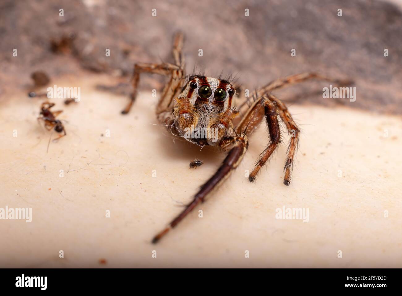 Male Pantropical Jumping Spider of the species Plexippus paykulli Stock ...