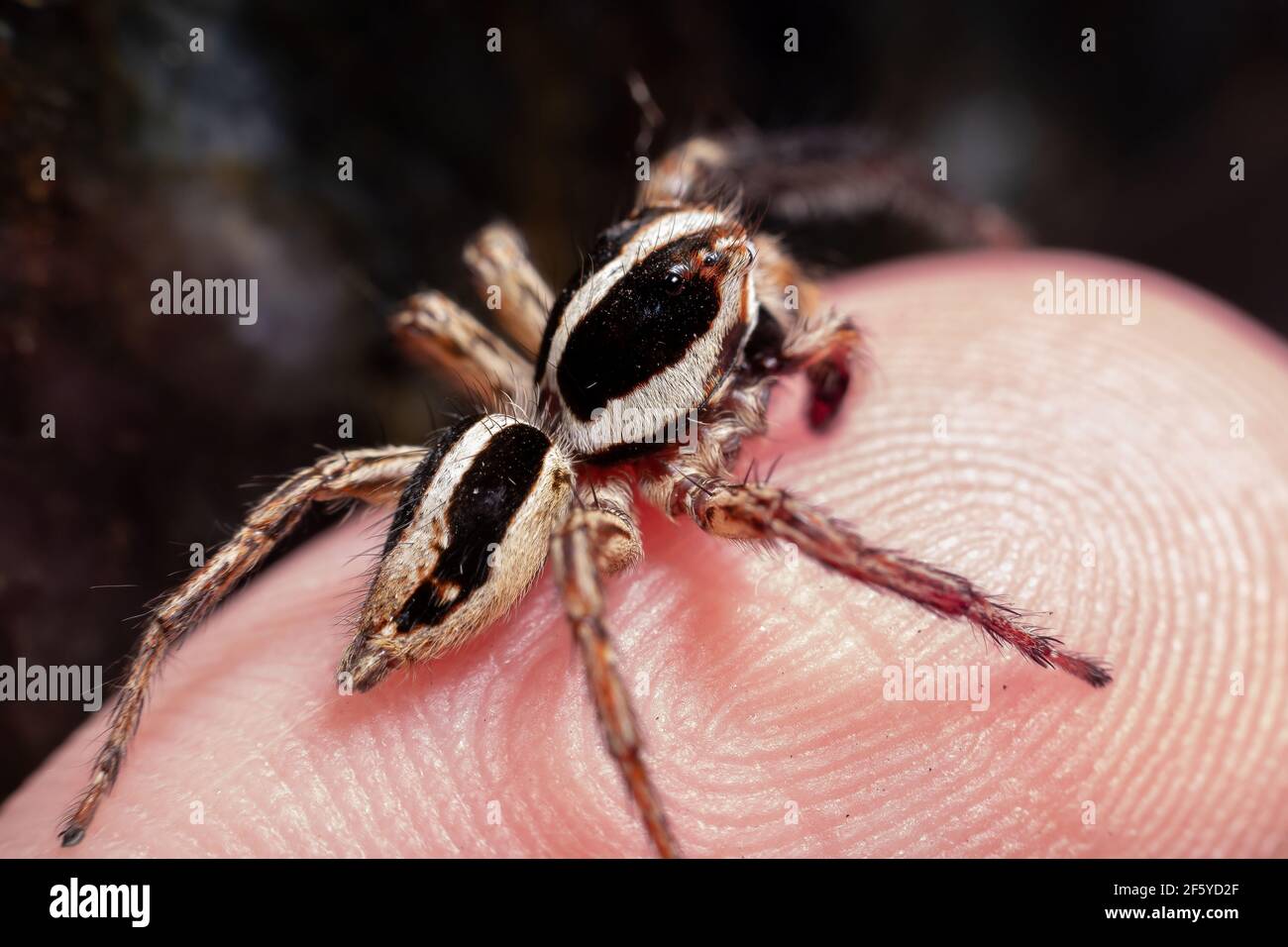 Male Pantropical Jumping Spider of the species Plexippus paykulli Stock ...