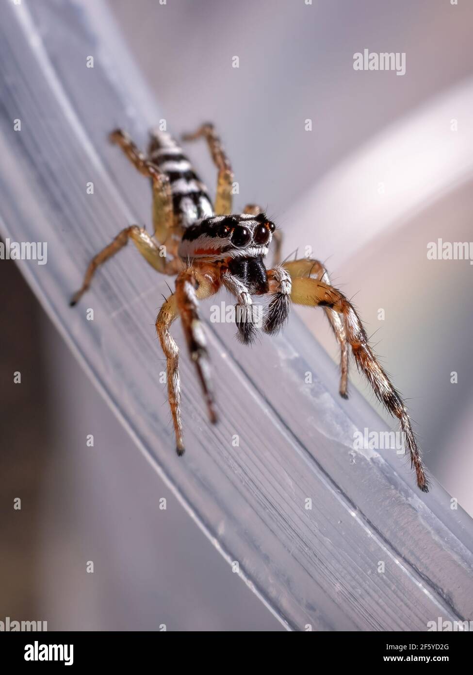 Jumping spider of the Genus Psecas Stock Photo - Alamy