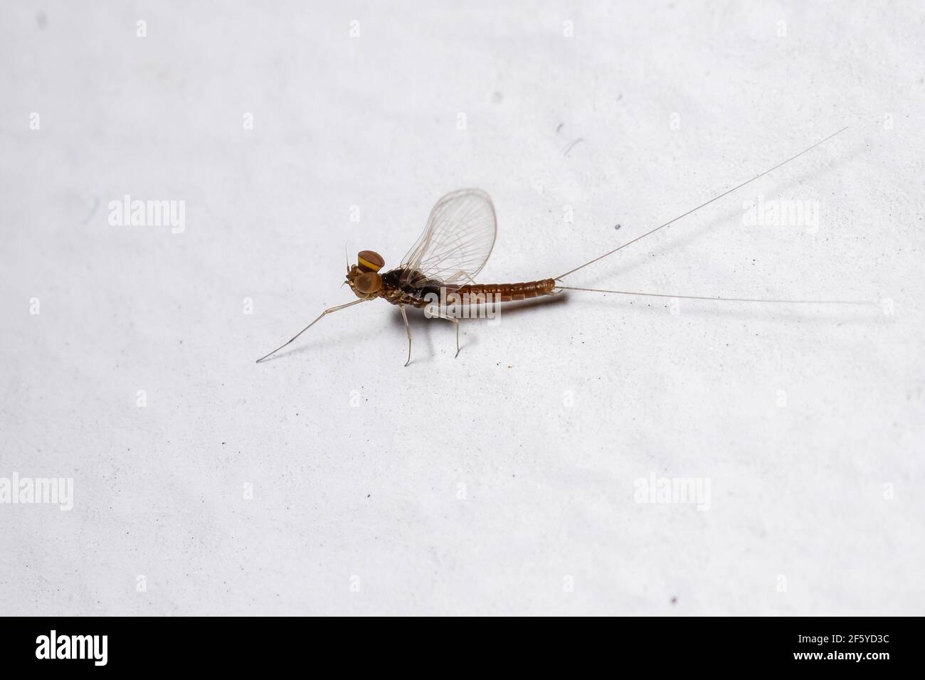 Baetis hi-res stock photography and images - Alamy