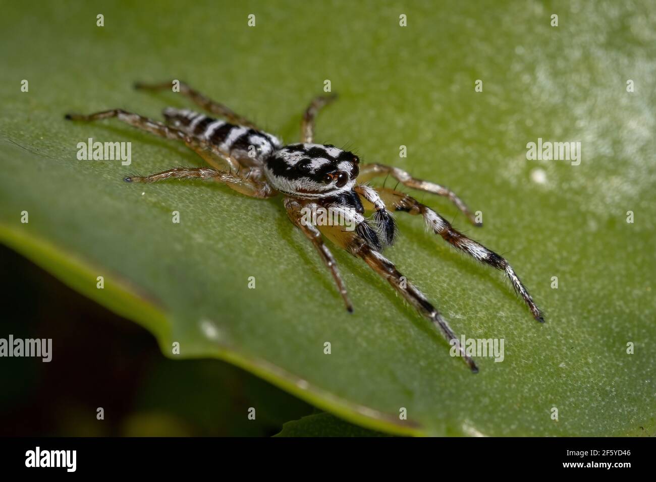 Jumping spider of the Genus Psecas Stock Photo - Alamy