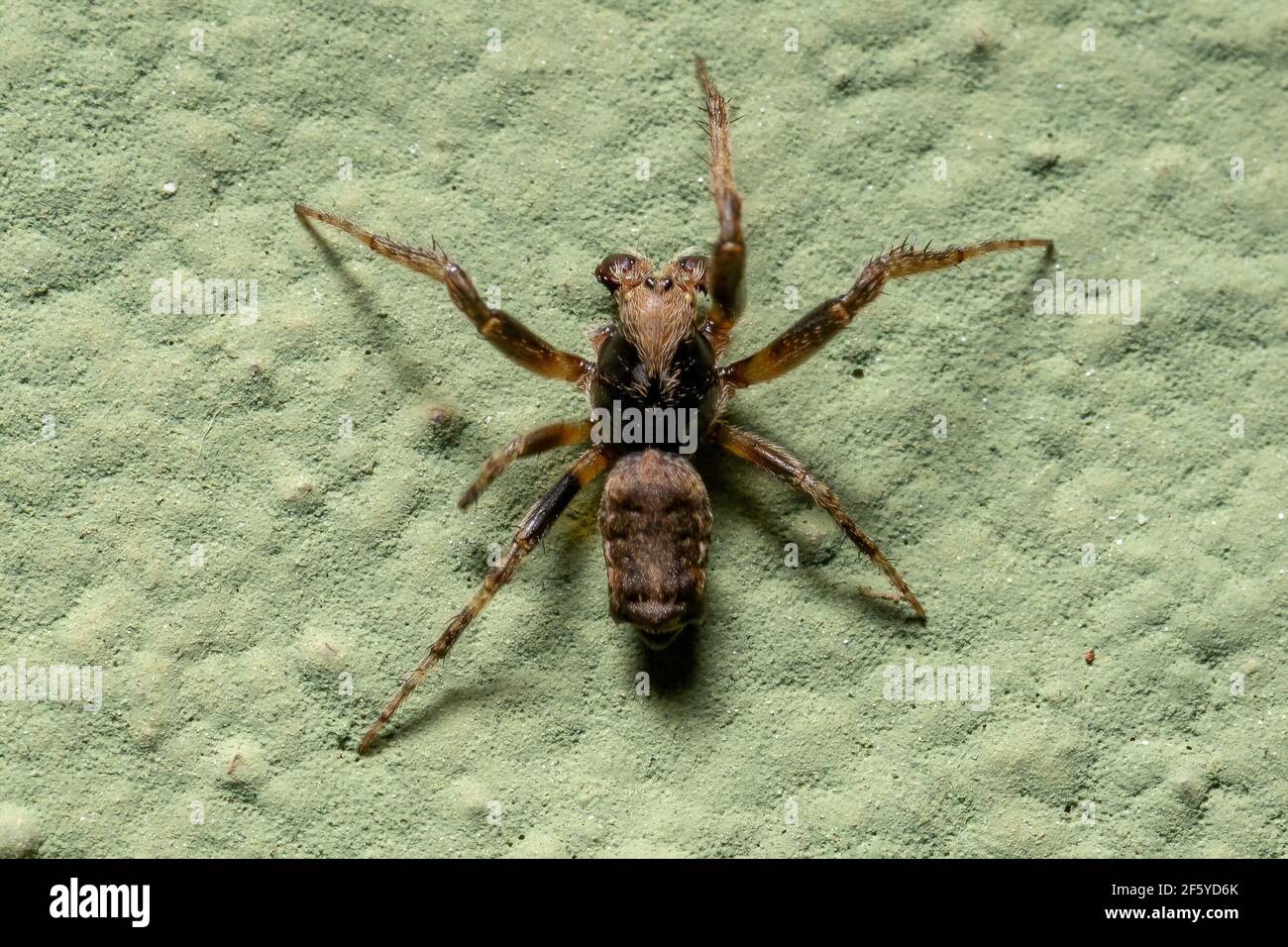 Typical Orbweaver of the Genus Verrucosa Stock Photo - Alamy