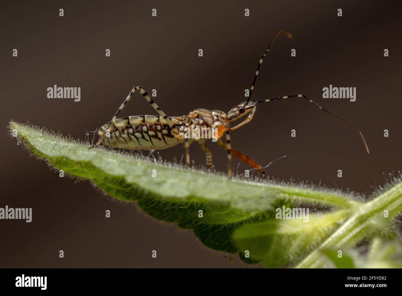 Adult Assassin Bug of the species Cosmoclopius nigroannulatus Stock ...