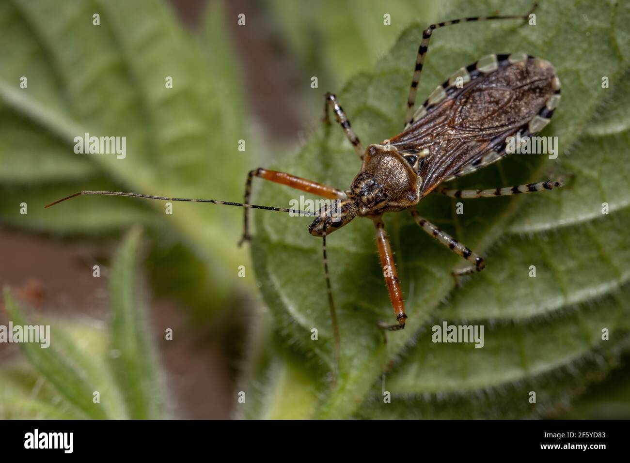 Adult Assassin Bug of the species Cosmoclopius nigroannulatus Stock ...