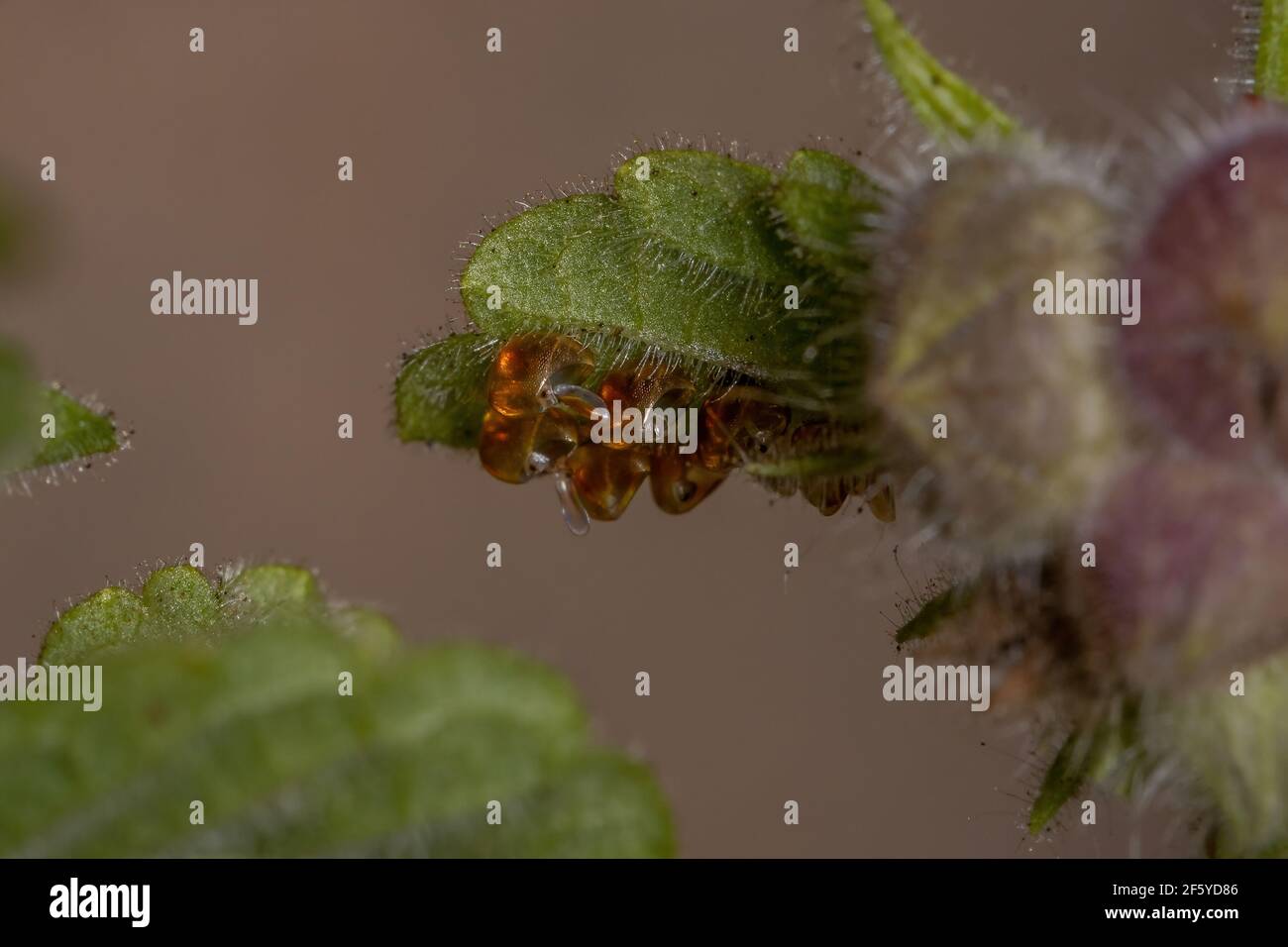 Heteroptera eggs hi-res stock photography and images - Alamy