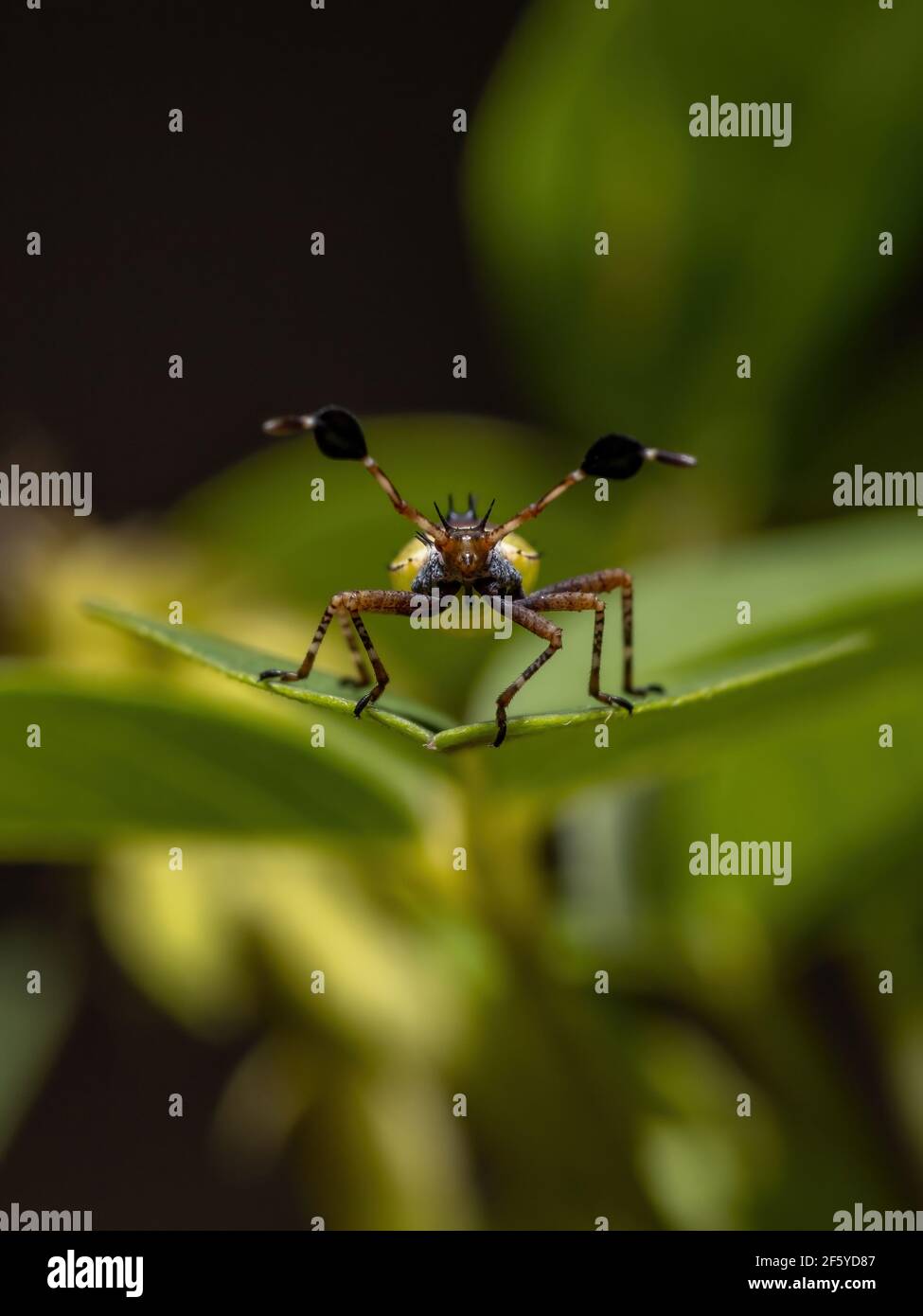 Leaf-footed Bug Nymph of the species Athaumastus haematicus Stock Photo ...