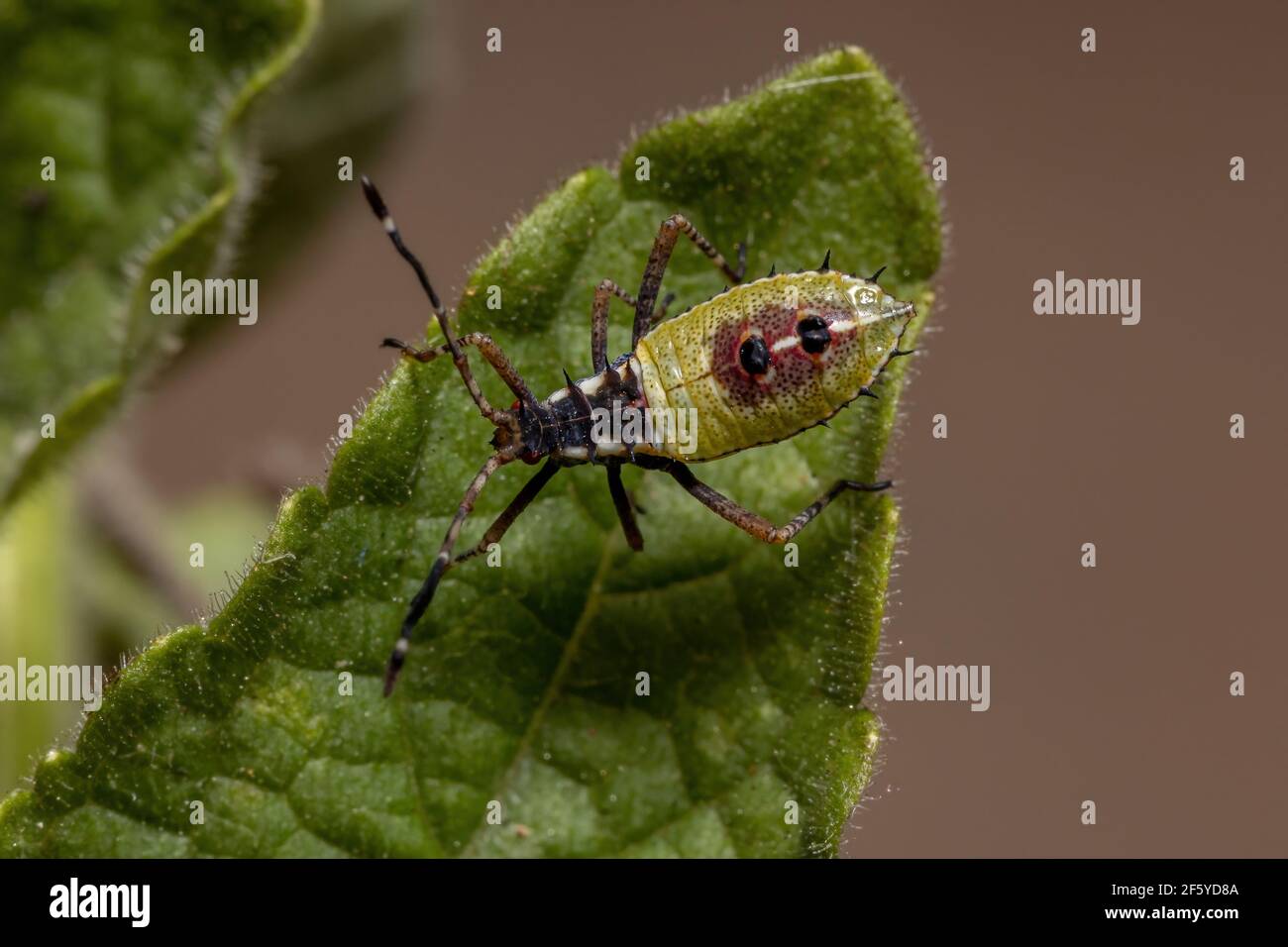 Haematicus hi-res stock photography and images - Alamy