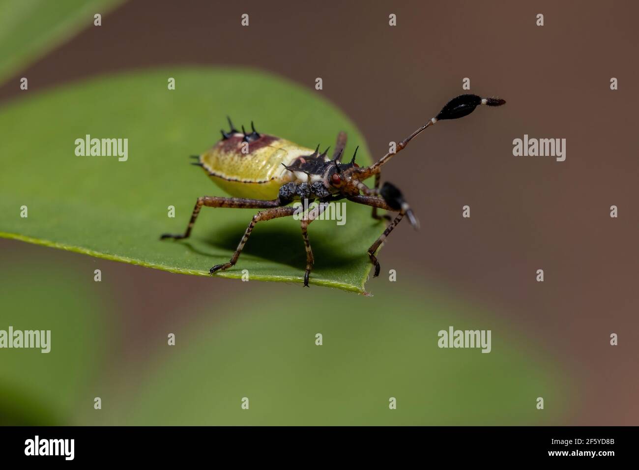 Athaumastus haematicus hi-res stock photography and images - Alamy