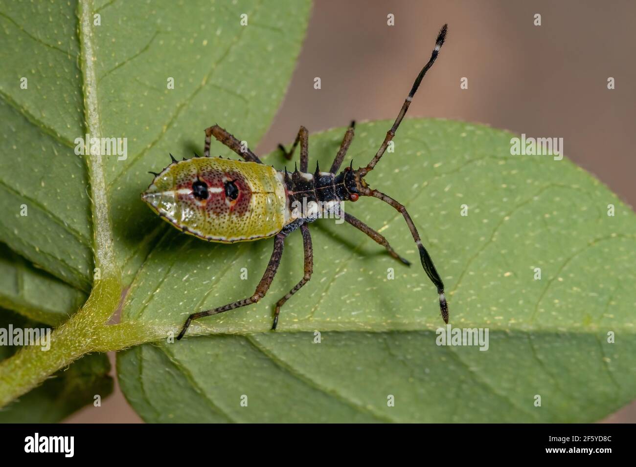 Athaumastus haematicus hi-res stock photography and images - Alamy