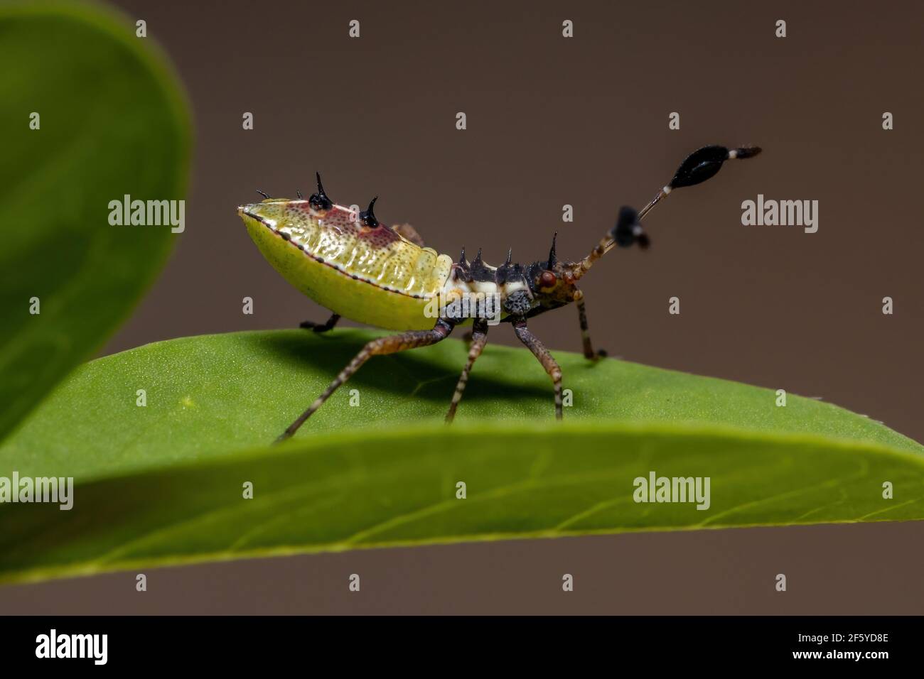 Leaf-footed Bug Nymph of the species Athaumastus haematicus Stock Photo ...