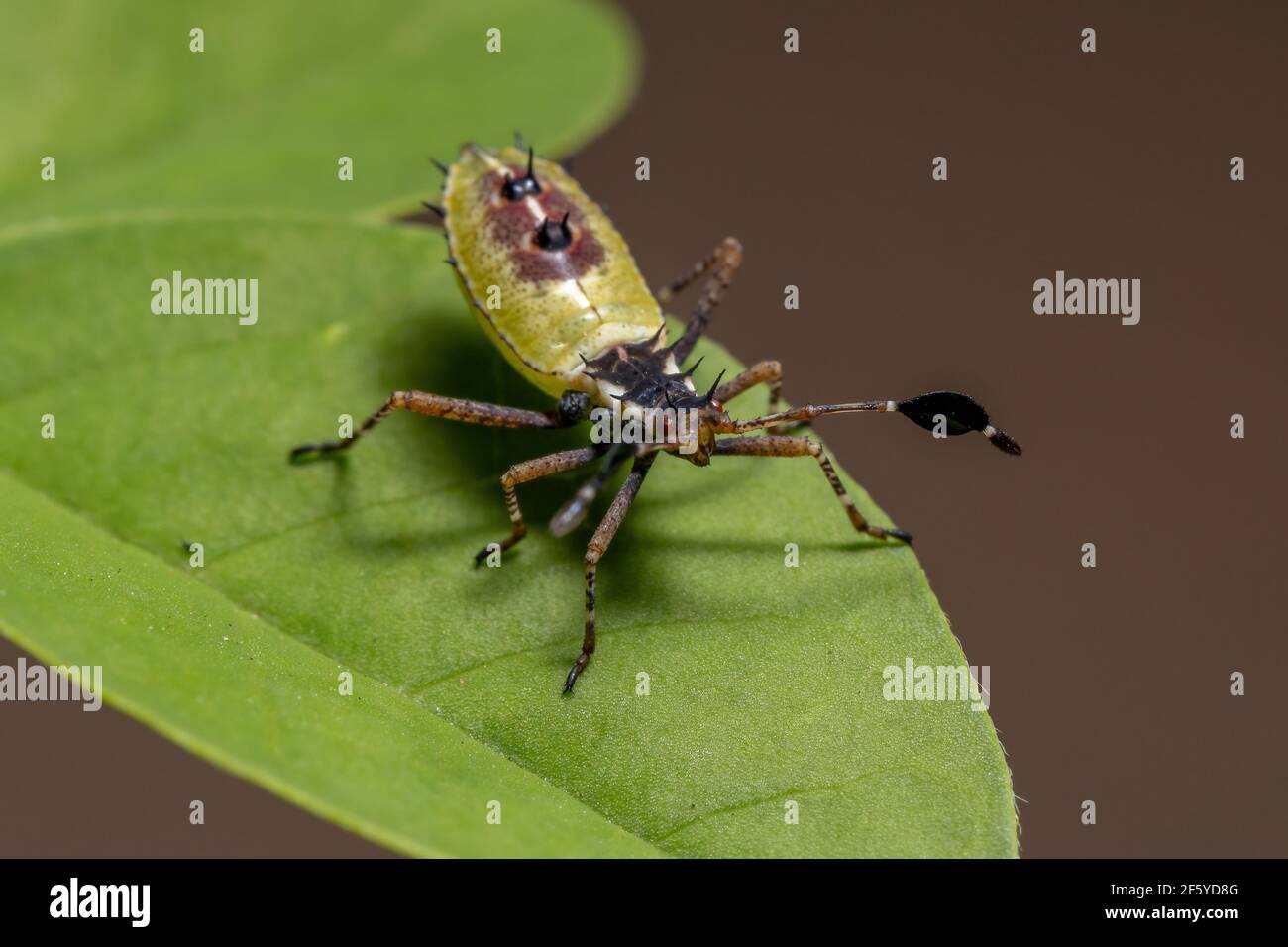 Haematicus hi-res stock photography and images - Alamy