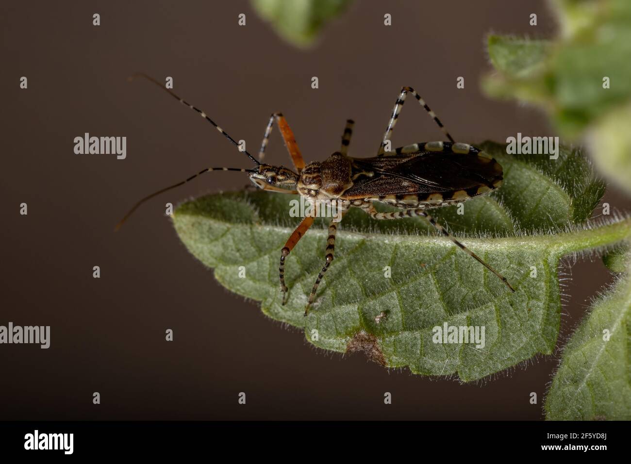 Adult Assassin Bug of the species Cosmoclopius nigroannulatus Stock ...