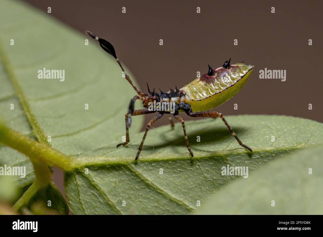 Leaf-footed Bug Nymph of the species Athaumastus haematicus Stock Photo ...