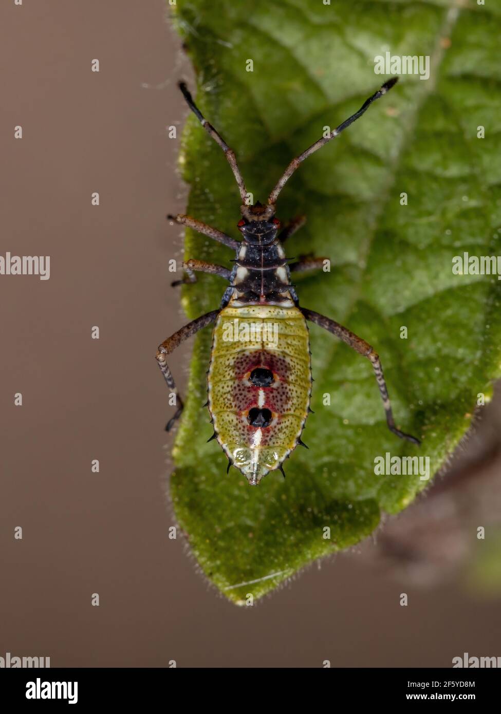Leaf-footed Bug Nymph of the species Athaumastus haematicus Stock Photo ...