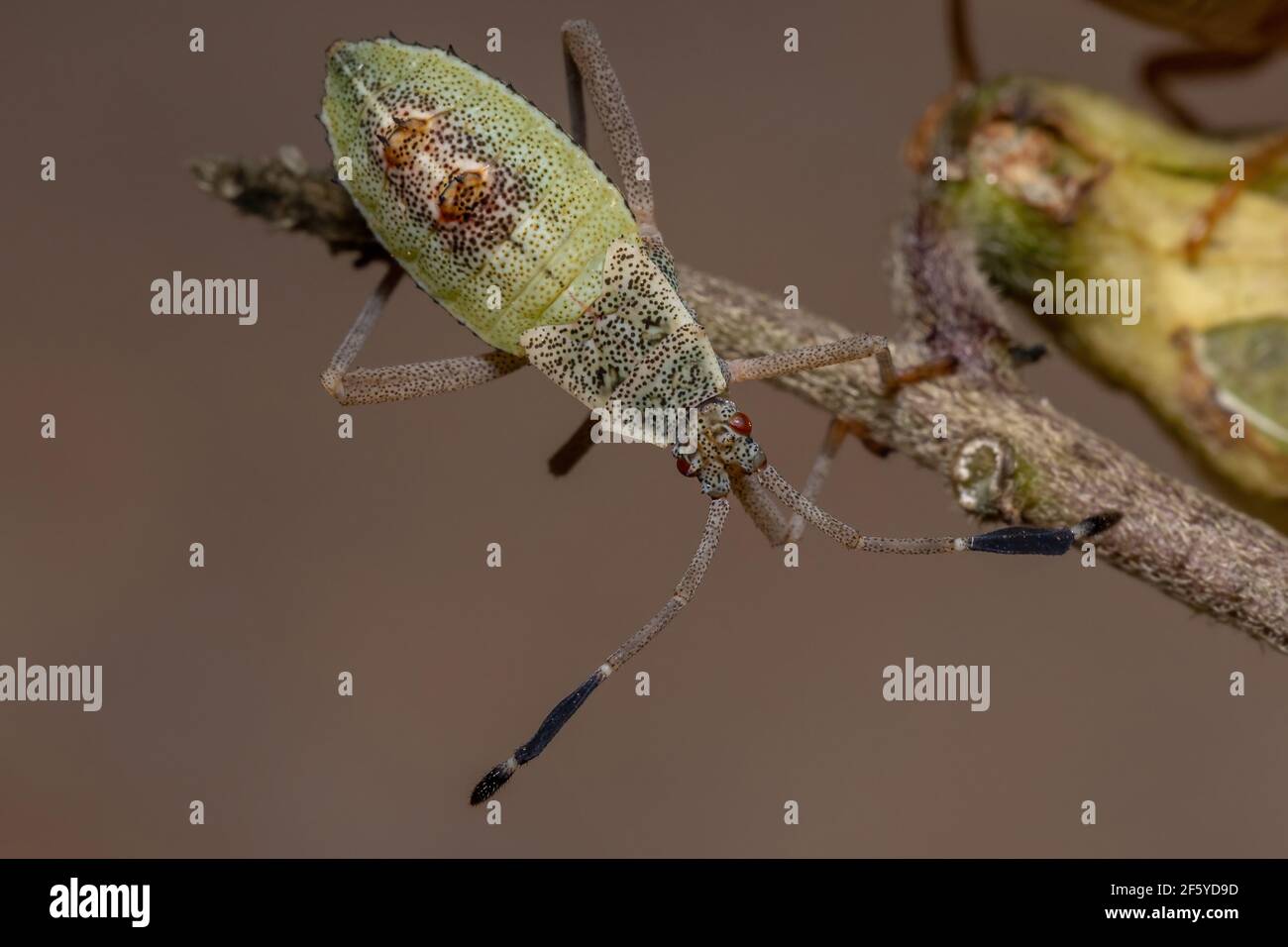 Haematicus hi-res stock photography and images - Alamy