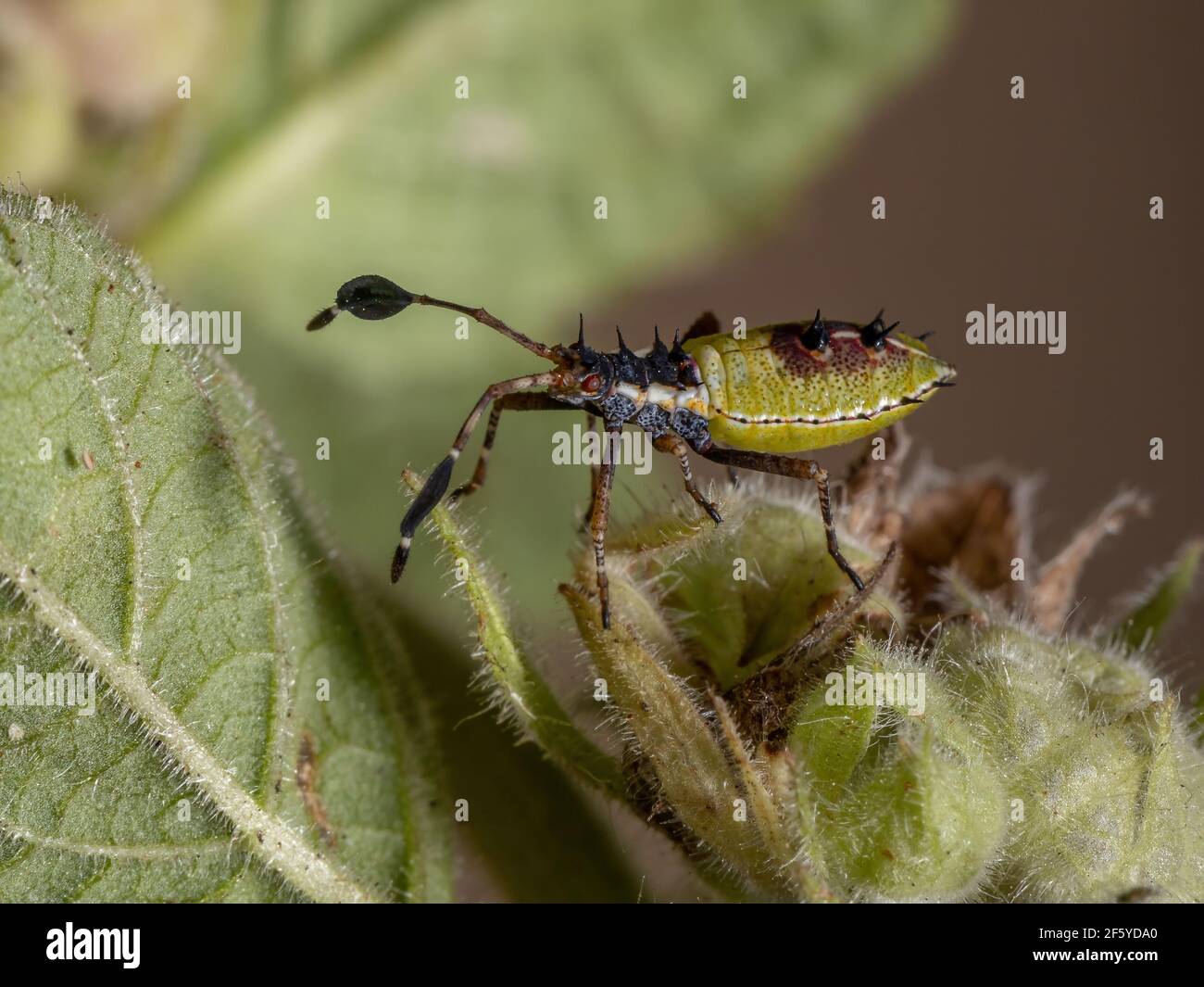 Leaf-footed Bug Nymph of the species Athaumastus haematicus Stock Photo ...