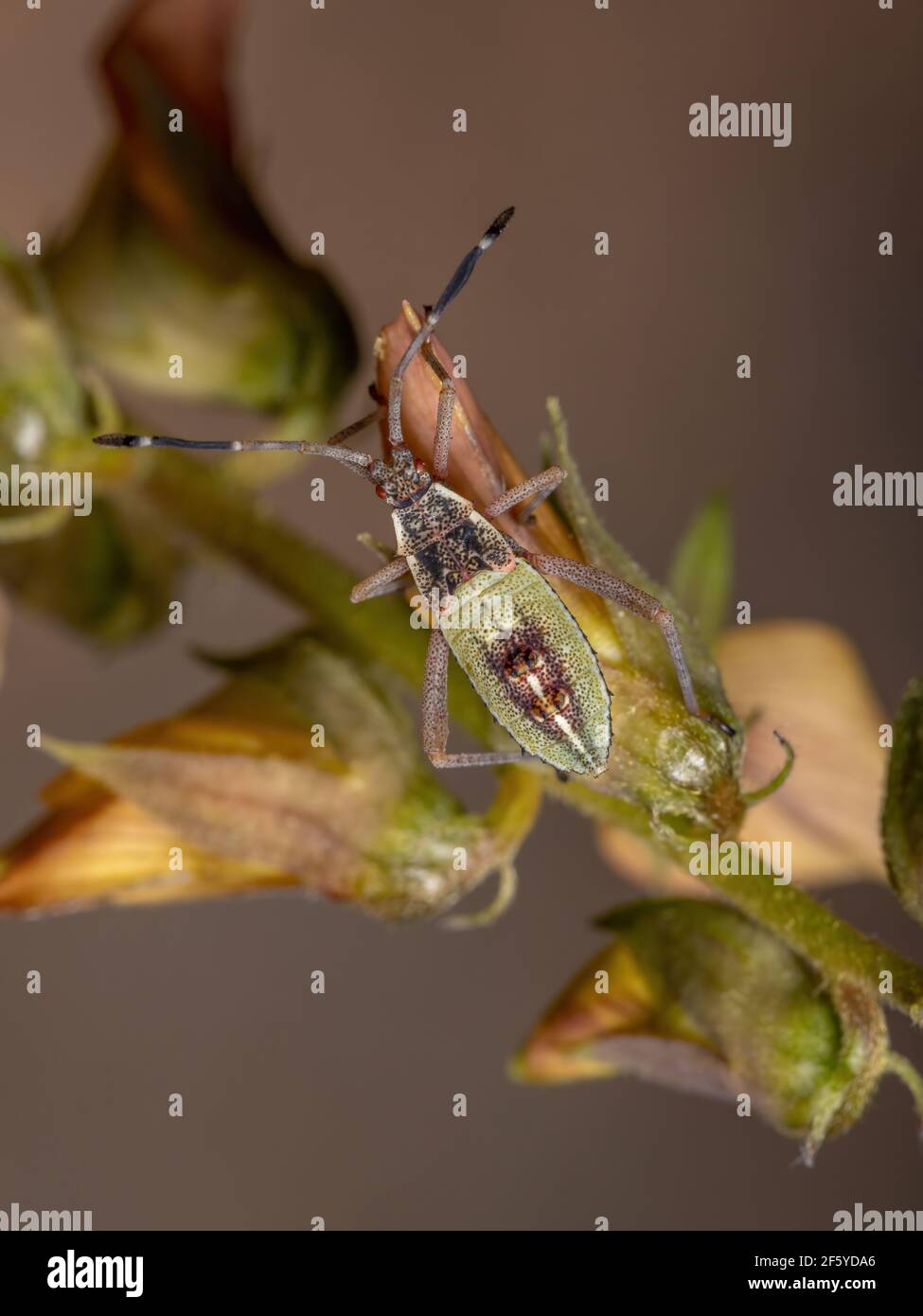Haematicus hi-res stock photography and images - Alamy
