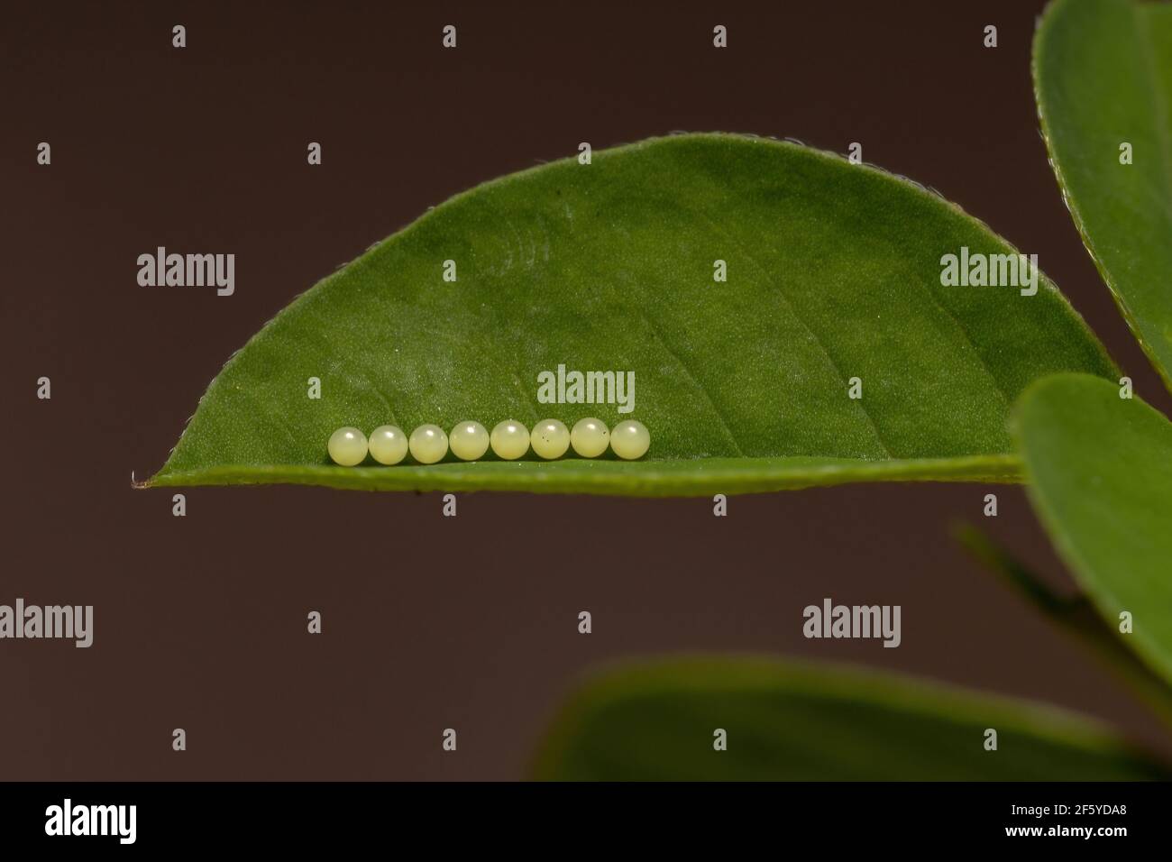 Tiny yellow insect eggs hi-res stock photography and images - Alamy