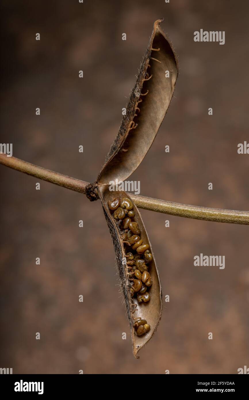 Crotalaria High Resolution Stock Photography and Images - Alamy