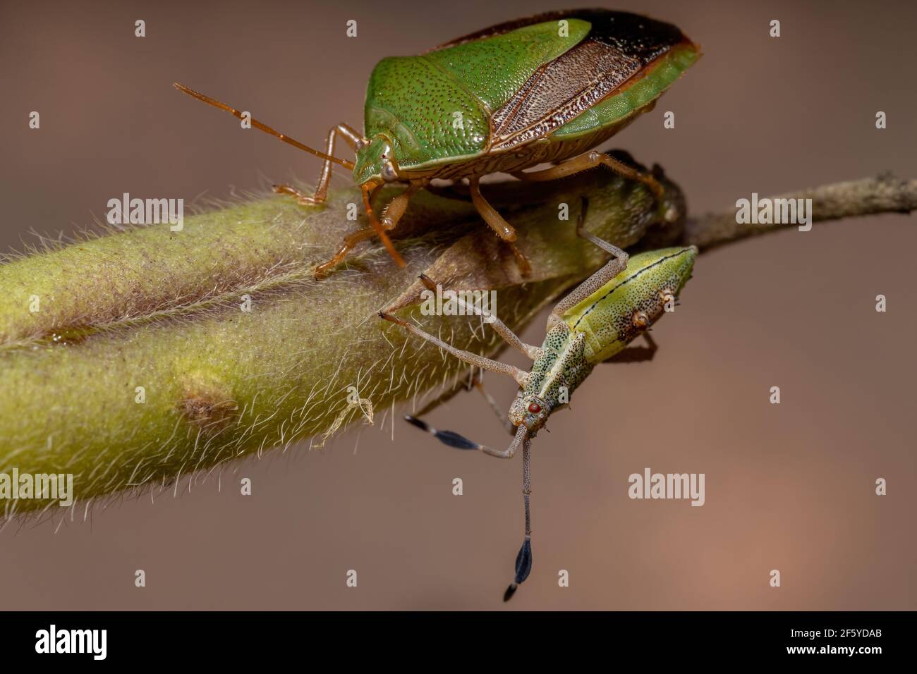 Aceratodes hi-res stock photography and images - Alamy