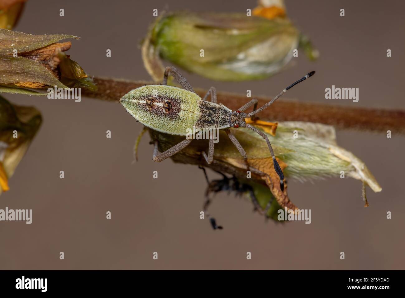 Haematicus hi-res stock photography and images - Alamy