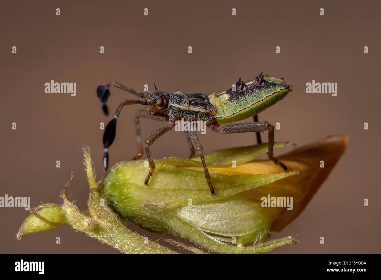 Haematicus hi-res stock photography and images - Alamy