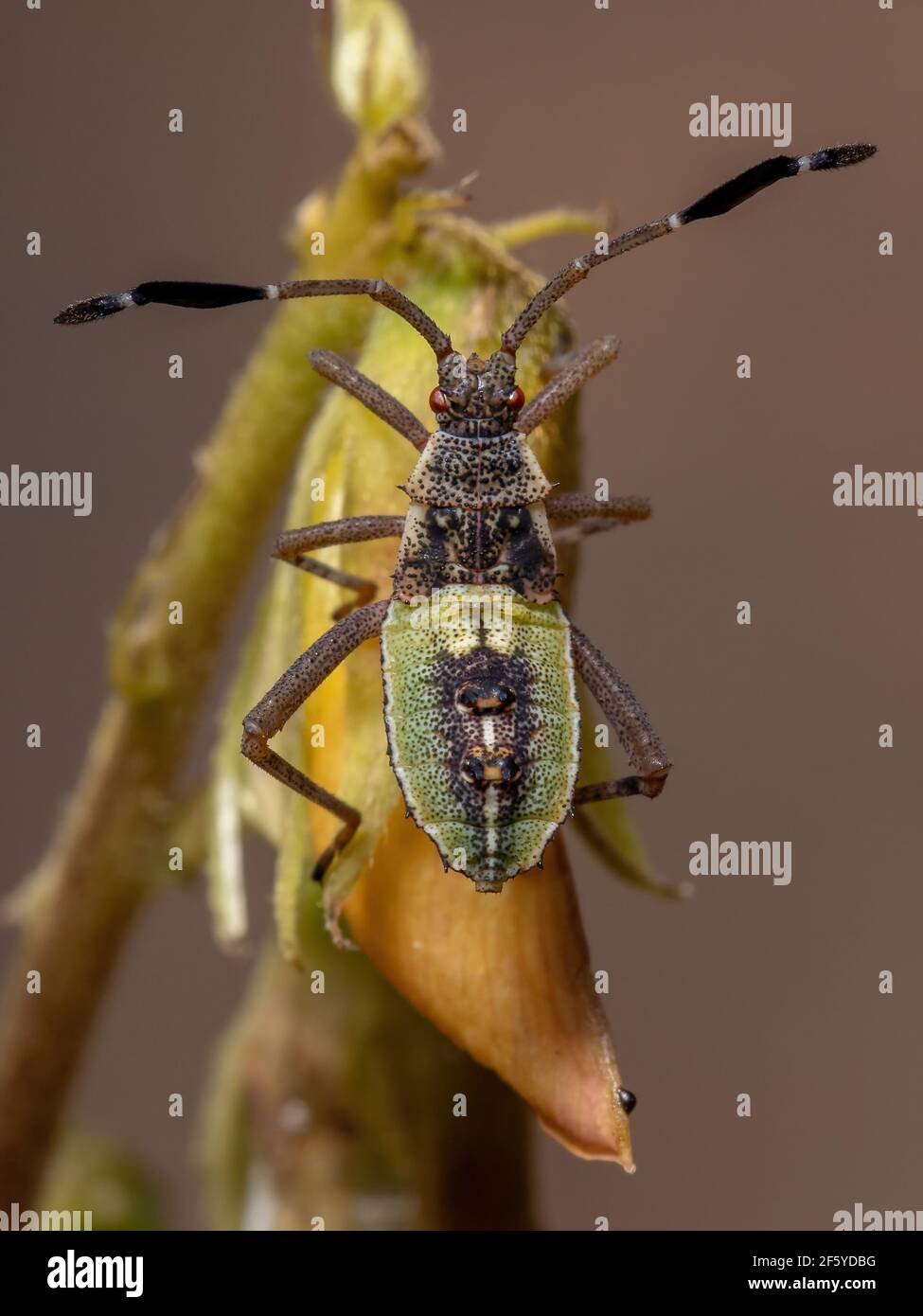 Haematicus hi-res stock photography and images - Alamy