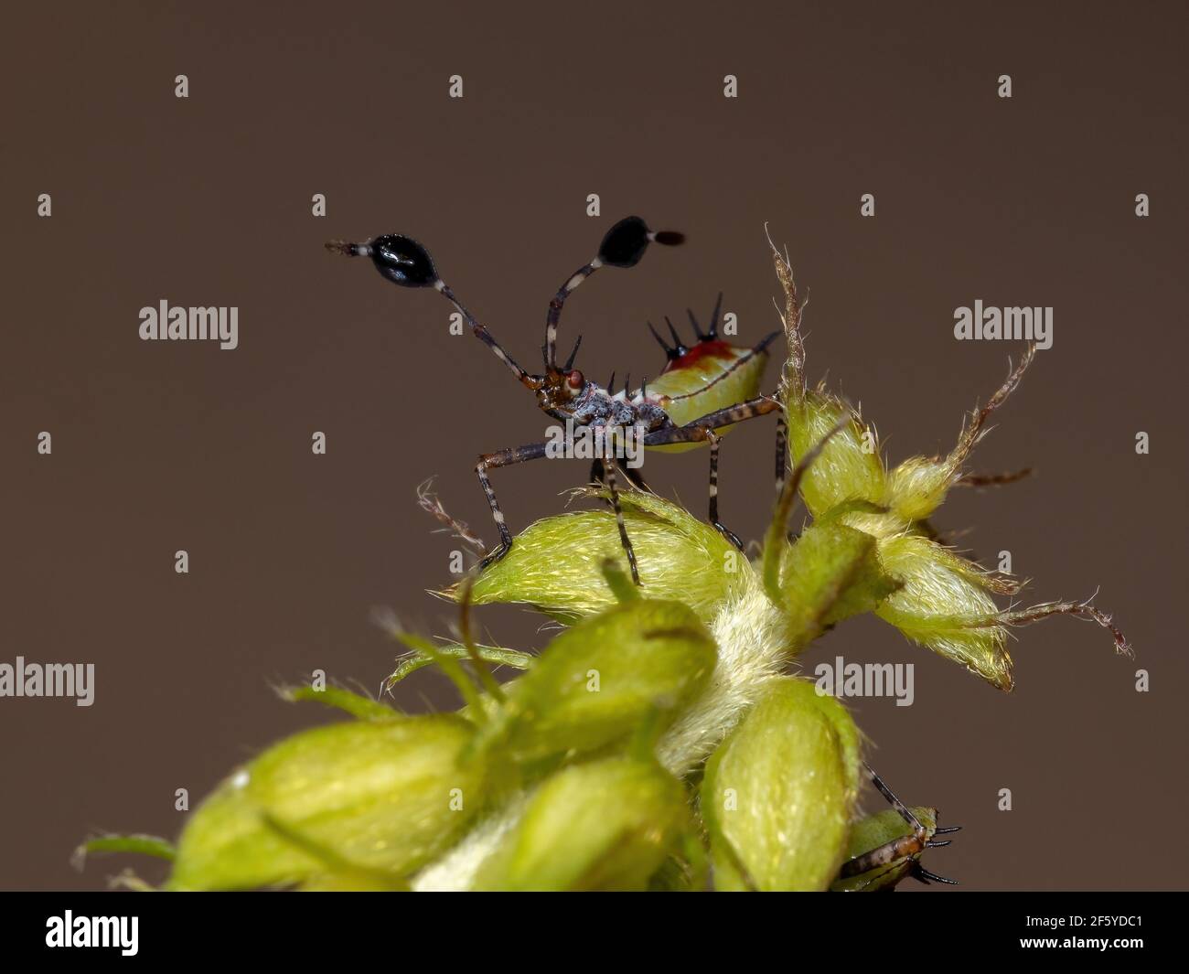 Haematicus hi-res stock photography and images - Alamy