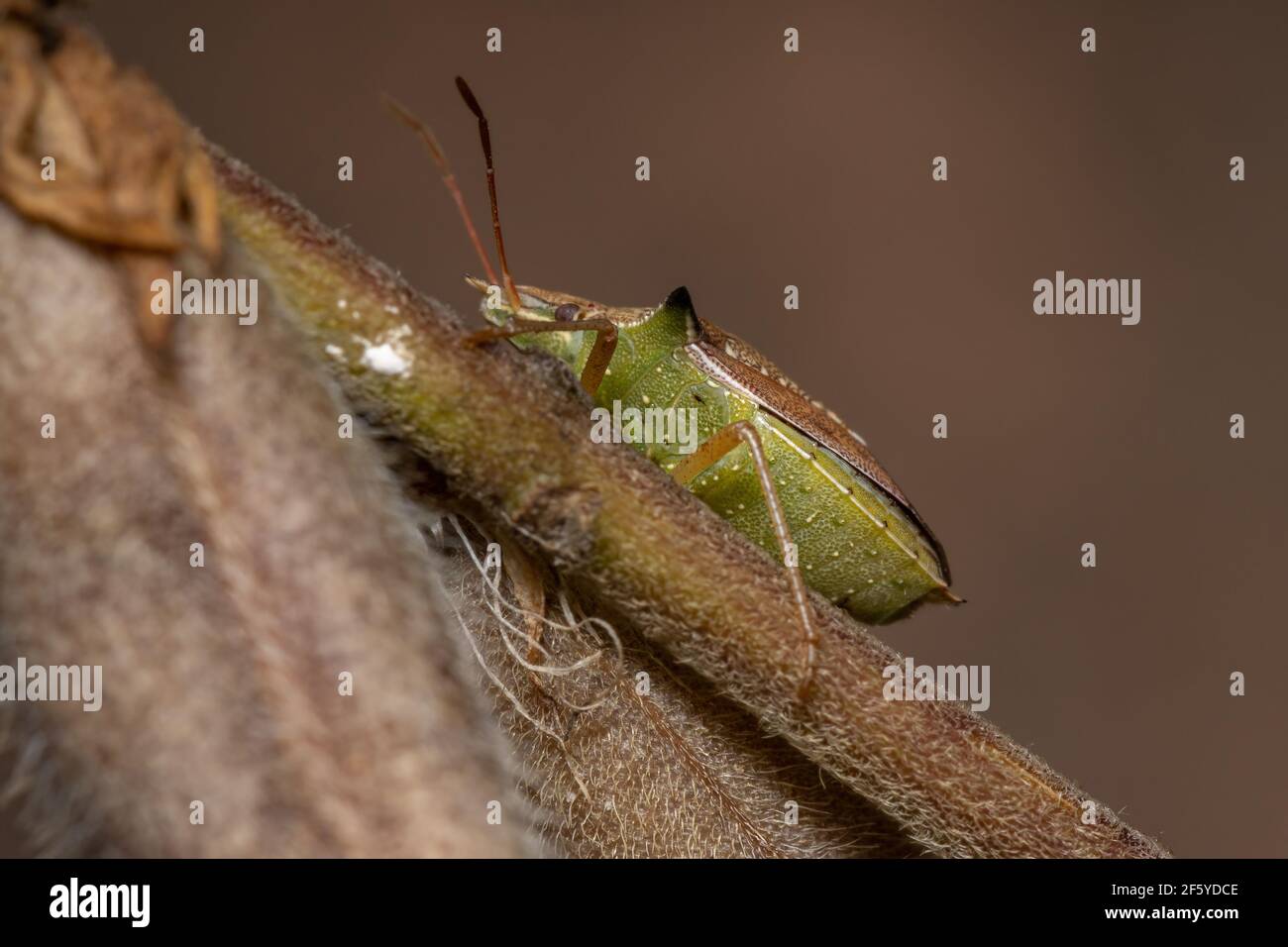 Green belly bug of the species Diceraeus melacanthus Stock Photo - Alamy