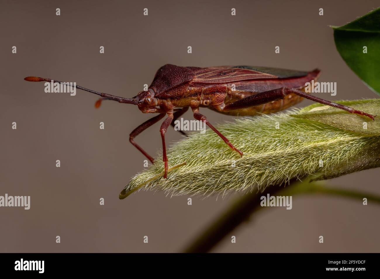 Haematicus hi-res stock photography and images - Alamy