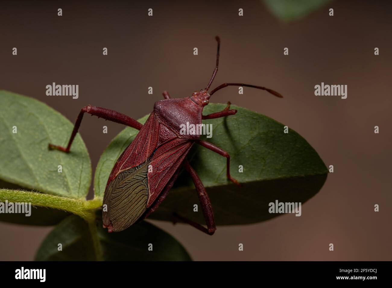 Haematicus hi-res stock photography and images - Alamy